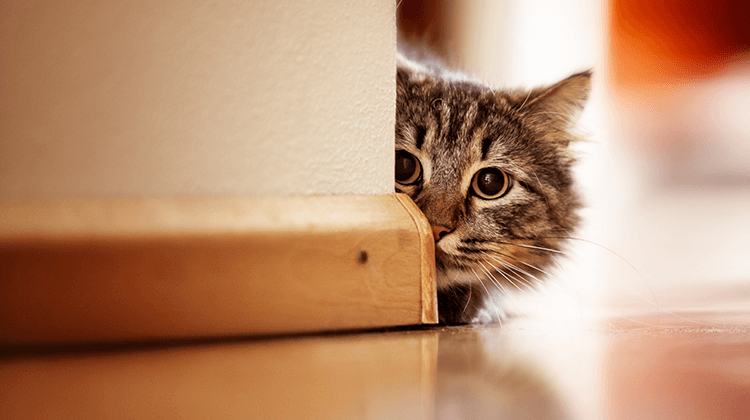 Bp VIP.net Ruby SP3 - Take a Peek at What's Inside!